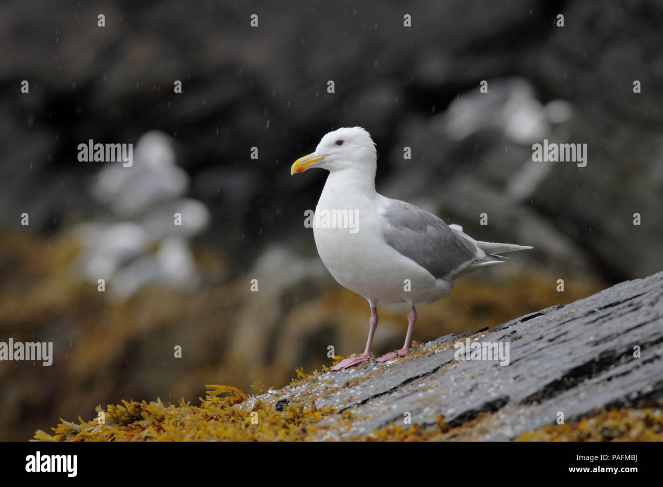 Glaucous-winged Gull August 7, 2010 Fox Island, Alaska Stock Photo - Alamy