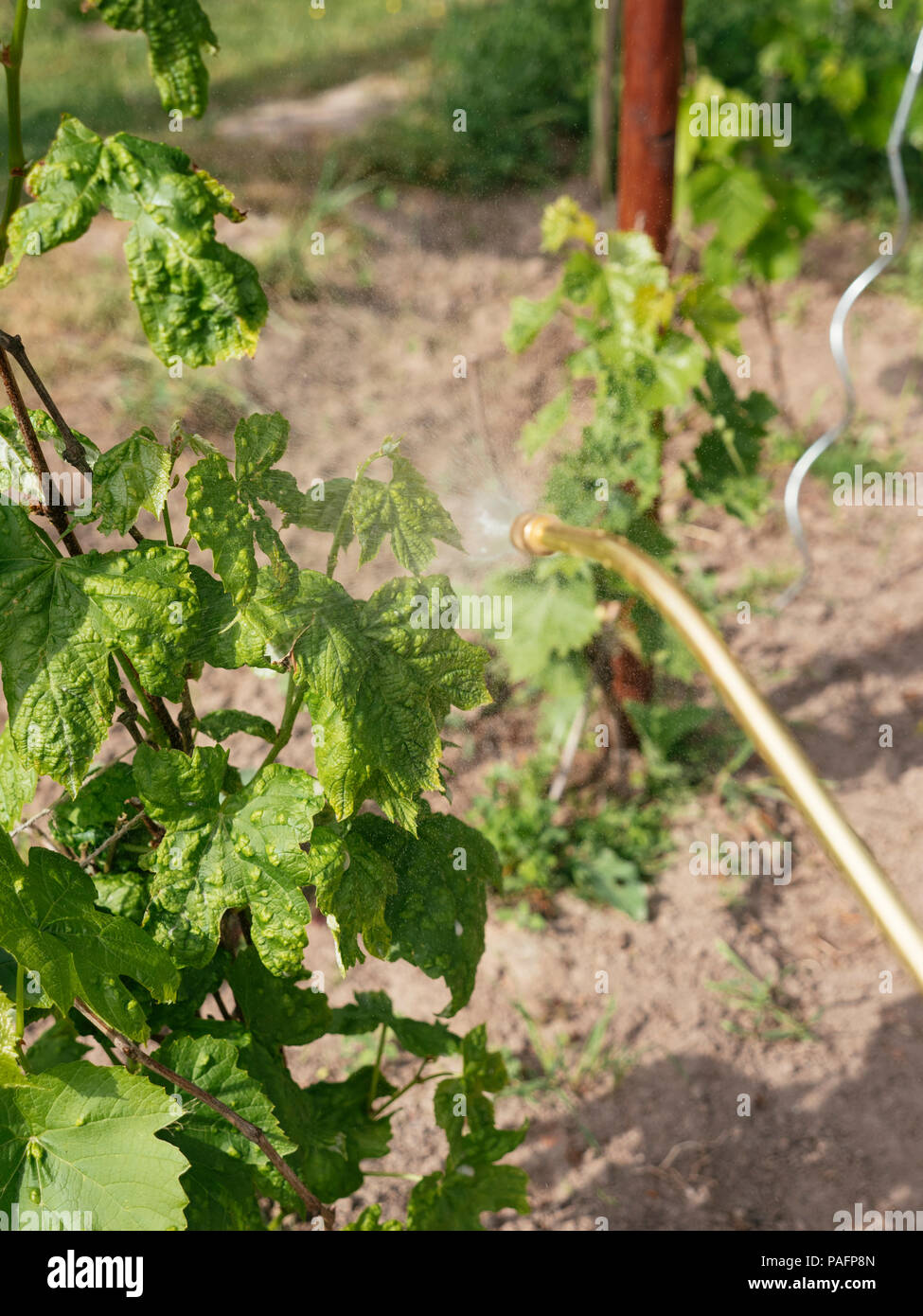 Gardener spraying grapevines leaves with a sulfur-based fungicide ...