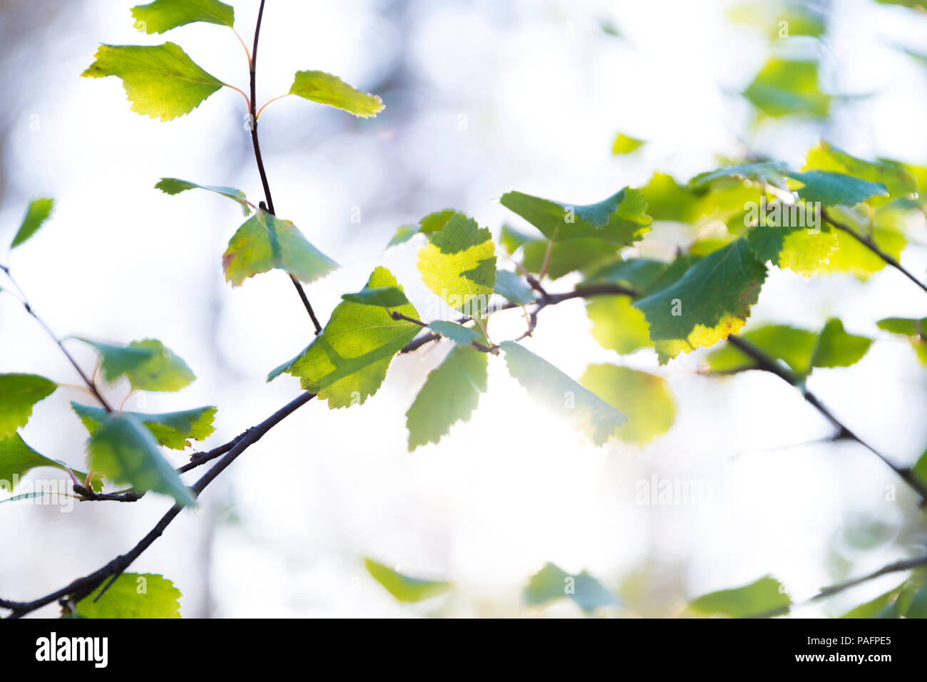 Close up of leaves of birch tree hi-res stock photography and images ...