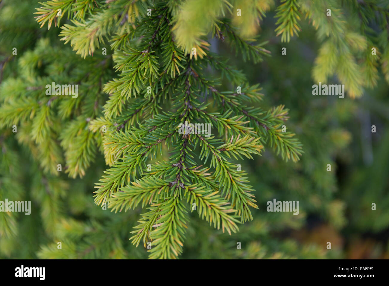 Finnish spruce hi-res stock photography and images - Alamy