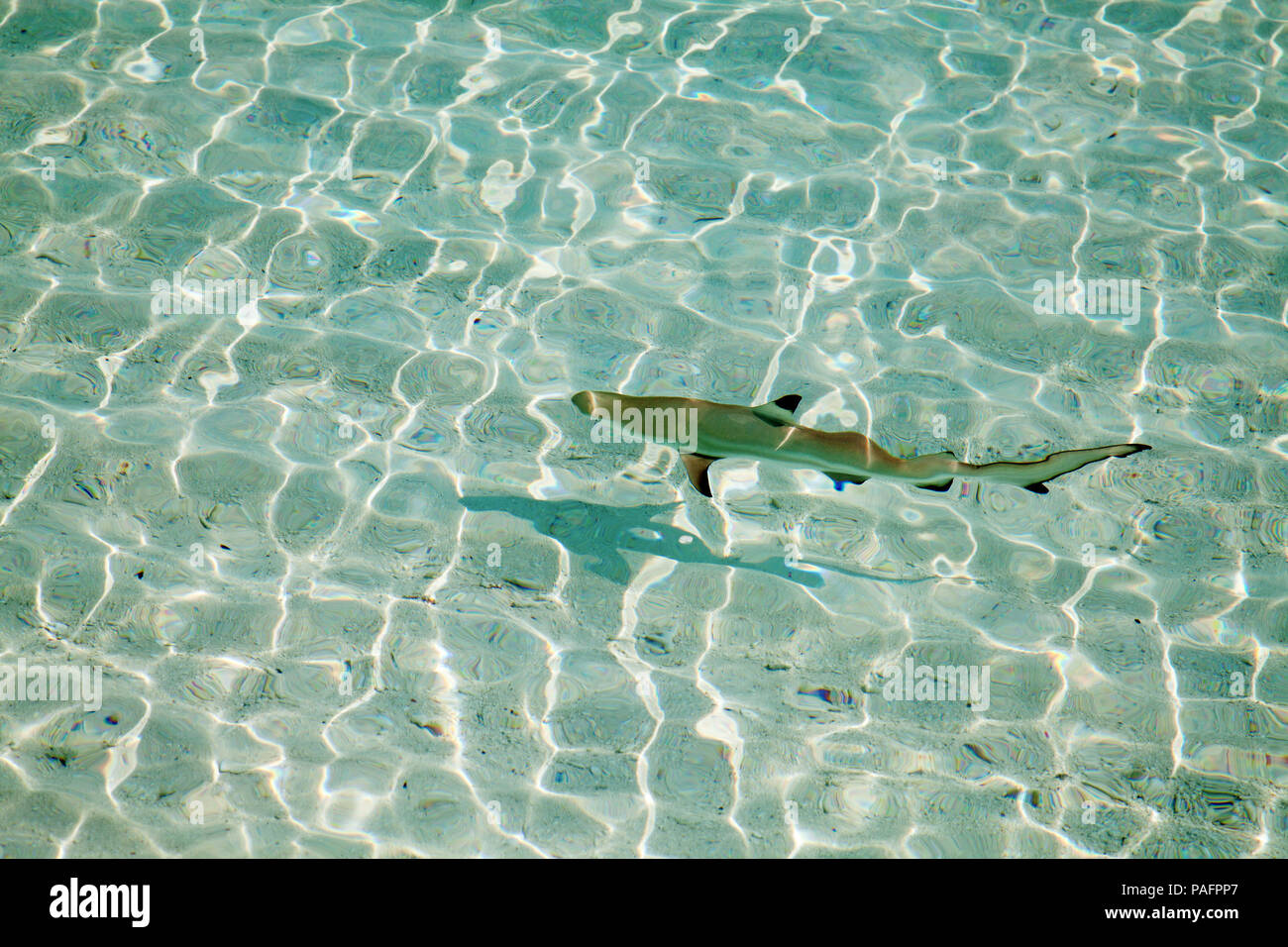 Blacktip reef shark (Carcharhinus melanopterus) in the shallow water ...