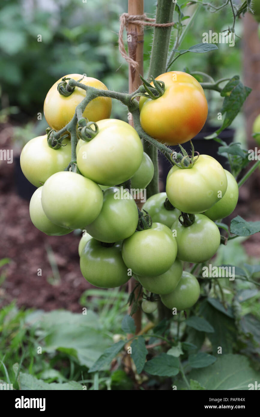 Red puffball hi-res stock photography and images - Alamy