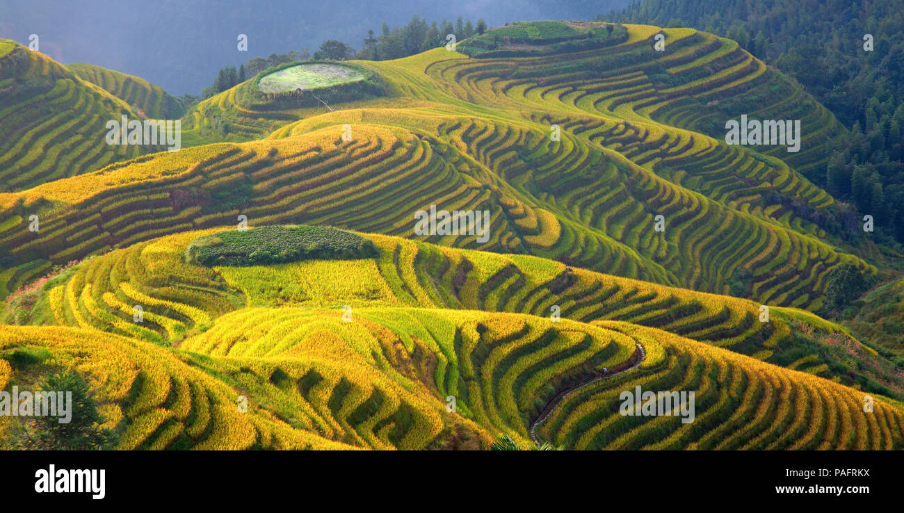 The Longsheng Rice Terraces(Dragon's Backbone) also known as Longji ...