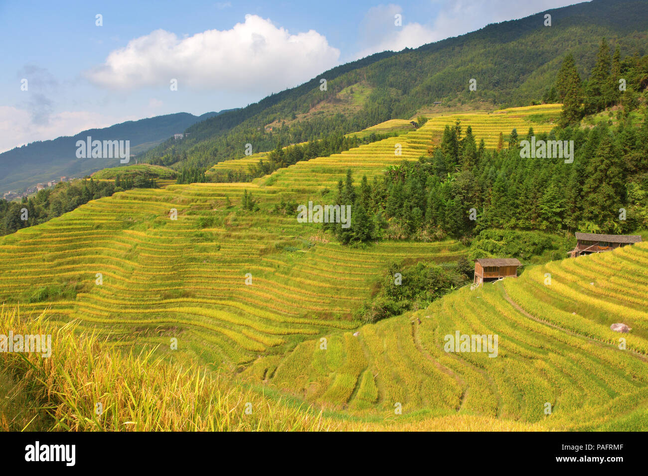 The Longsheng Rice Terraces(Dragon's Backbone) also known as Longji ...
