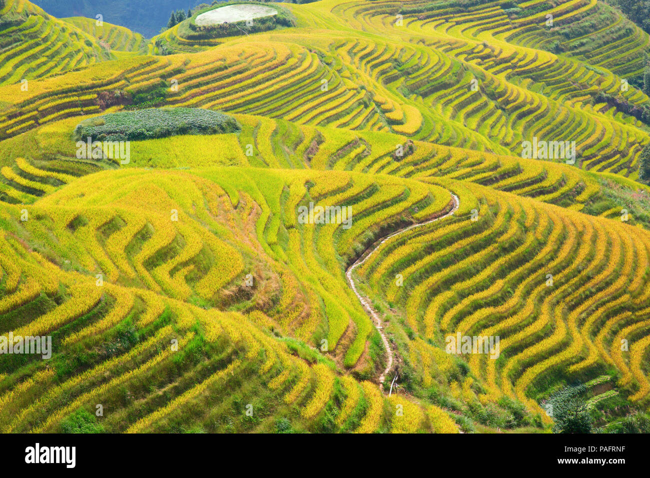 The Longsheng Rice Terraces(Dragon's Backbone) also known as Longji ...