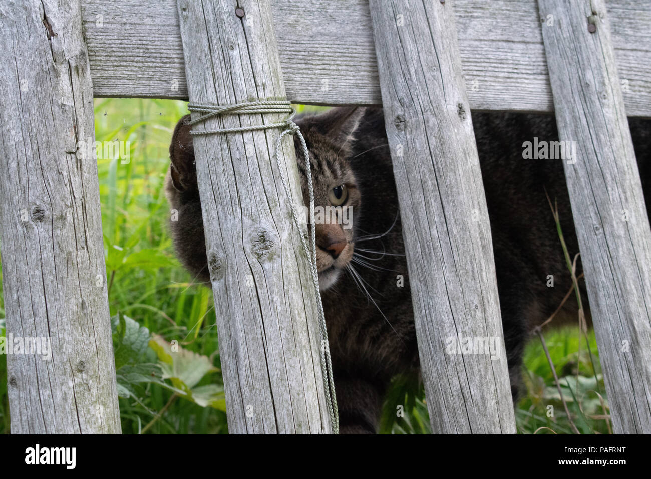 Stubentiger High Resolution Stock Photography and Images - Alamy