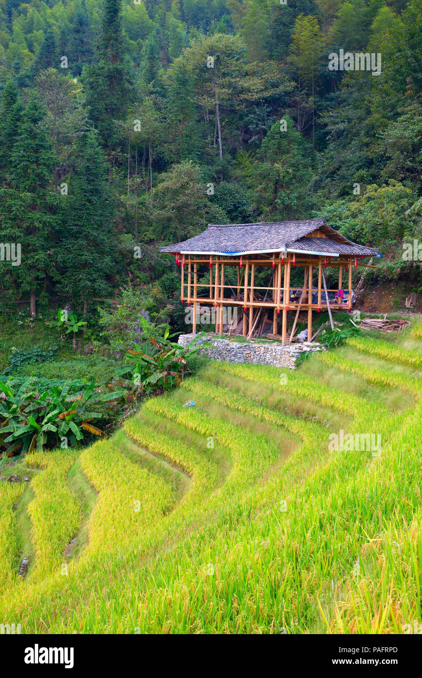 The Longsheng Rice Terraces(Dragon's Backbone) also known as Longji ...