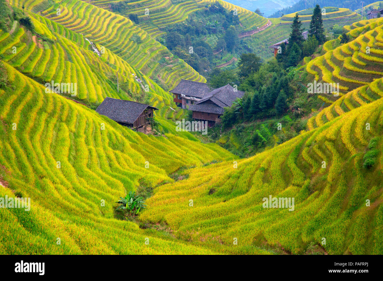 The Longsheng Rice Terraces(Dragon's Backbone) also known as Longji Rice Terraces are located in ...