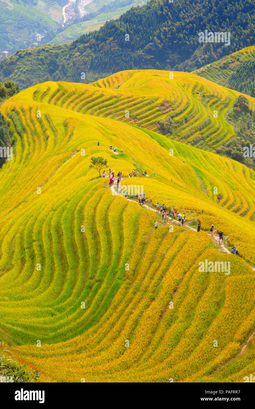 The Longsheng Rice Terraces(Dragon's Backbone) also known as Longji ...