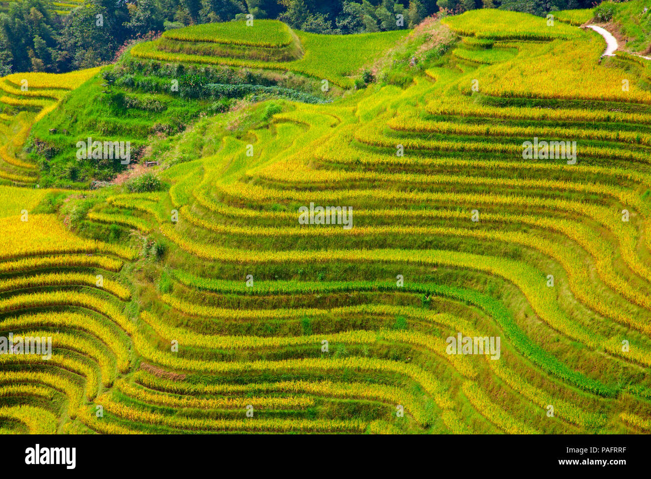 The Longsheng Rice Terraces(Dragon's Backbone) also known as Longji ...
