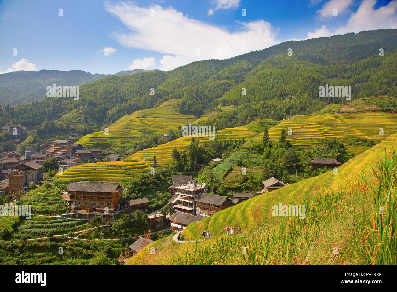The Longsheng Rice Terraces(Dragon's Backbone) also known as Longji ...