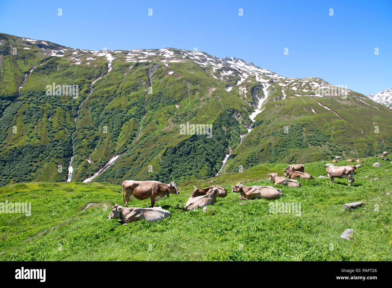 Swiss cow in the alpine landscape Stock Photo - Alamy