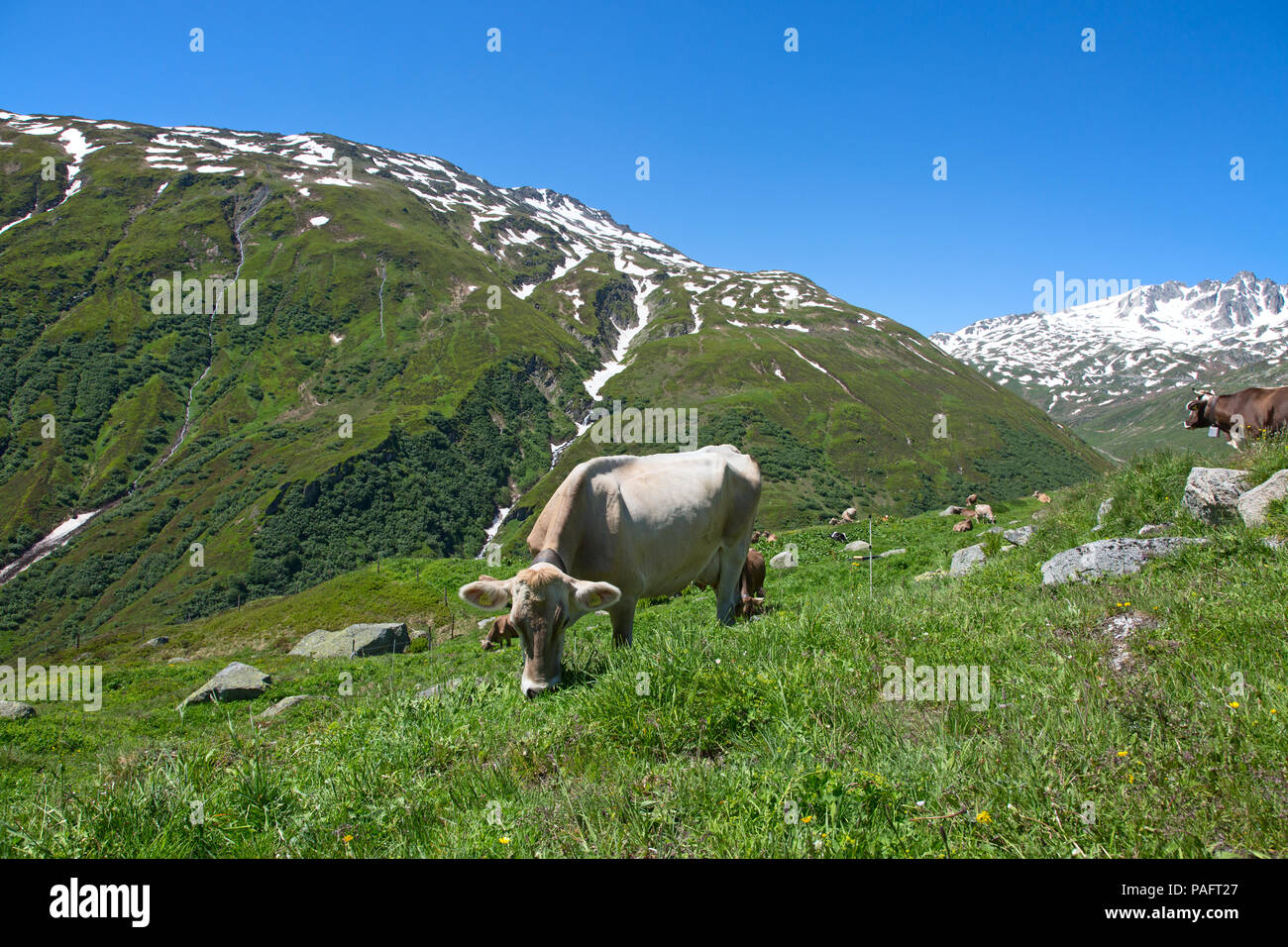 Swiss cow in the alpine landscape Stock Photo - Alamy