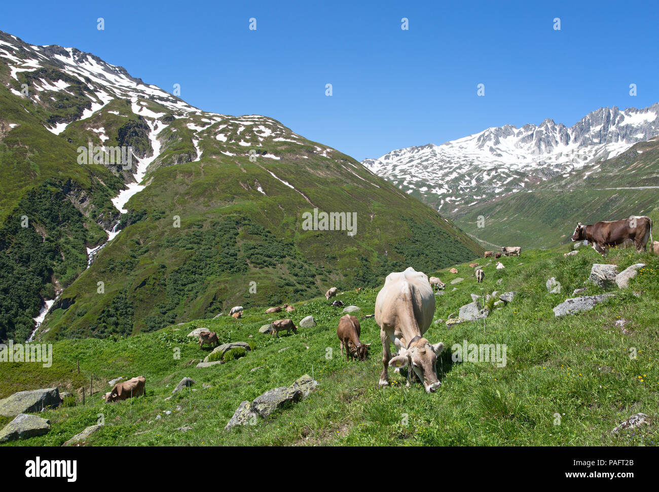 Swiss cow in the alpine landscape Stock Photo - Alamy