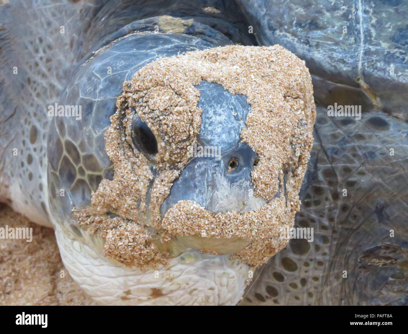 Green Sea turtles come to lay their eggs on the beaches of Ascension ...