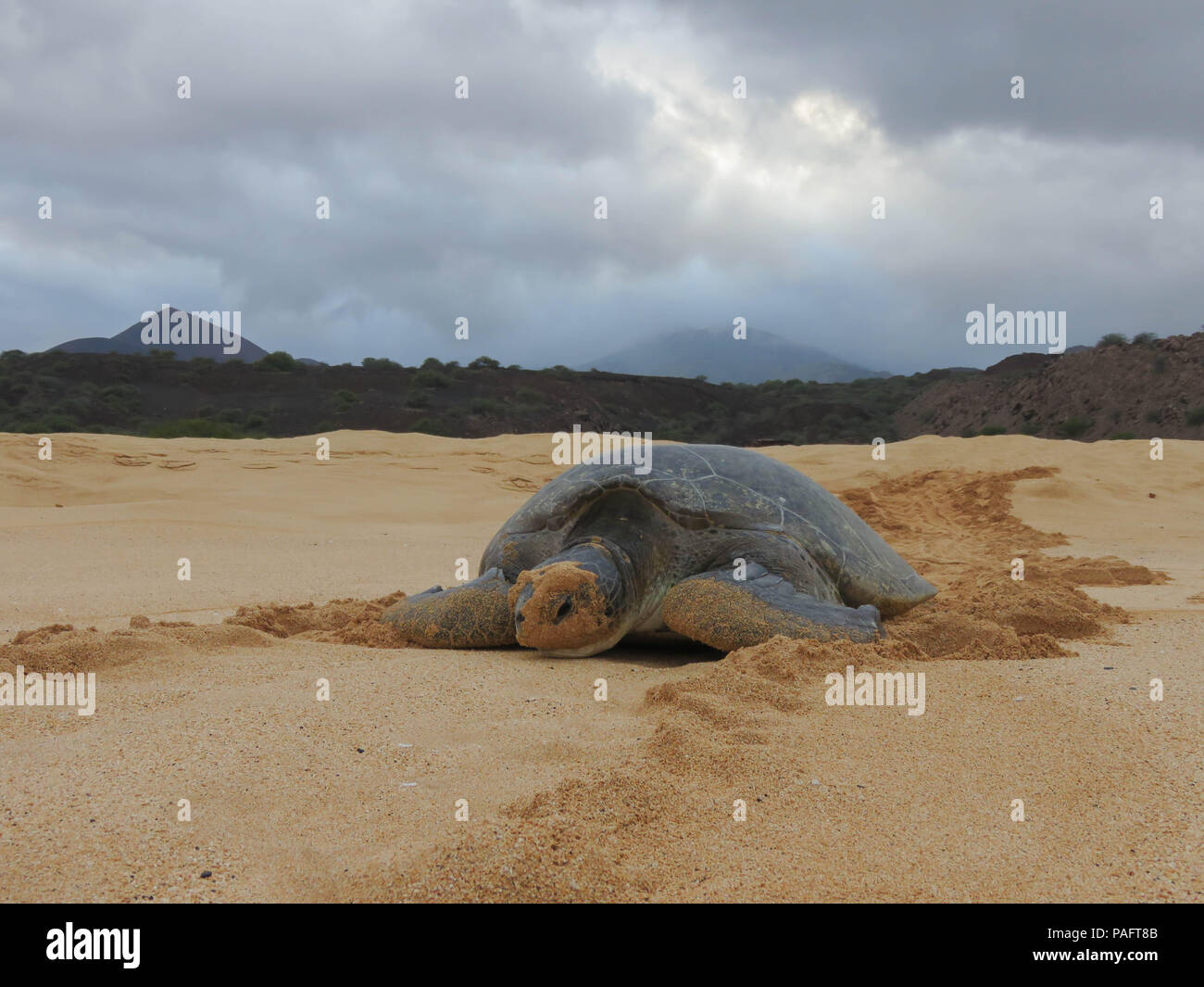 Green Sea turtles come to lay their eggs on the beaches of Ascension ...