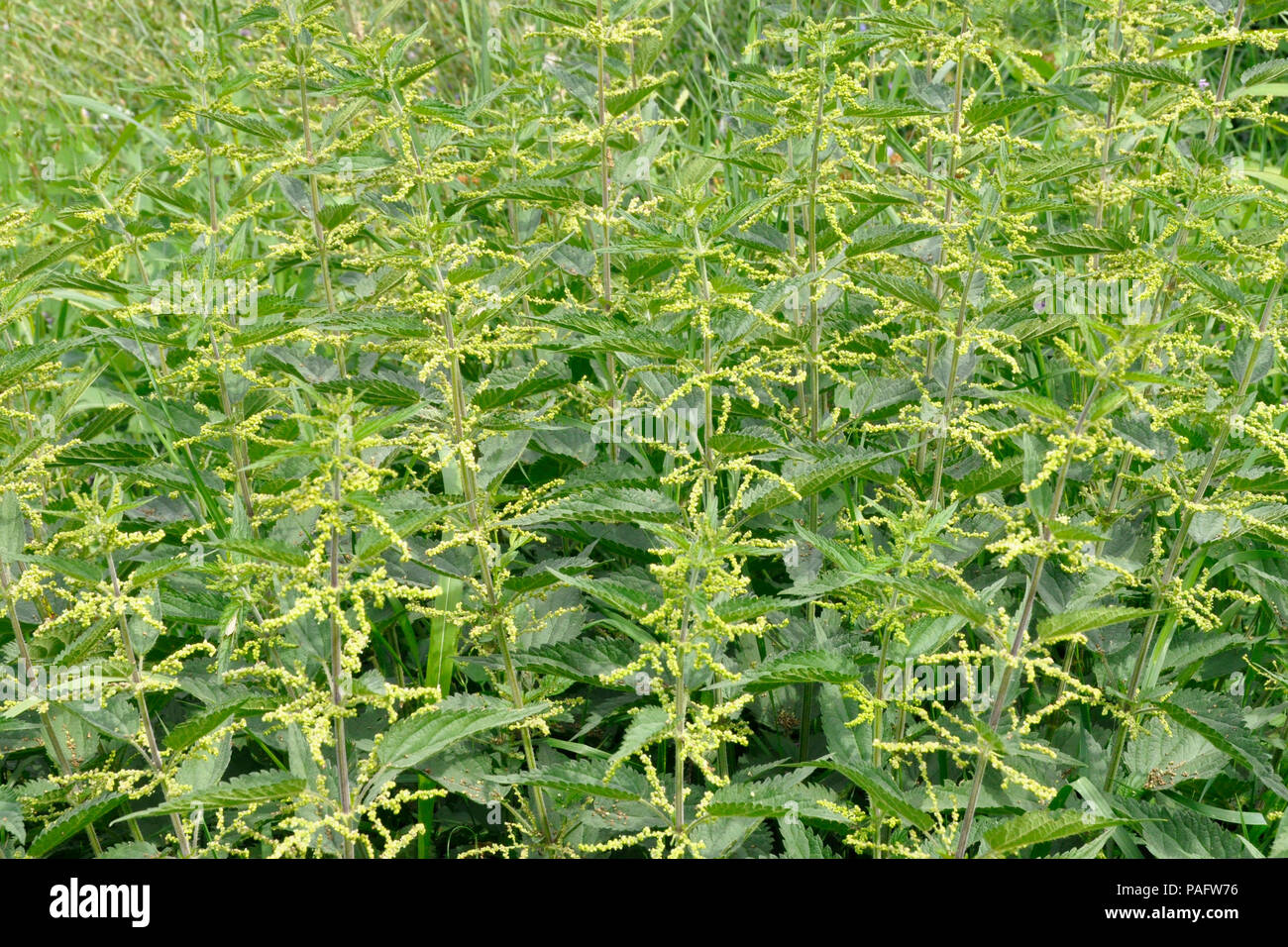 wild green nettle plant texture top view Stock Photo - Alamy