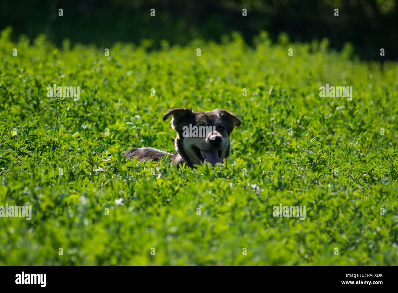 Greece dog hi-res stock photography and images - Alamy