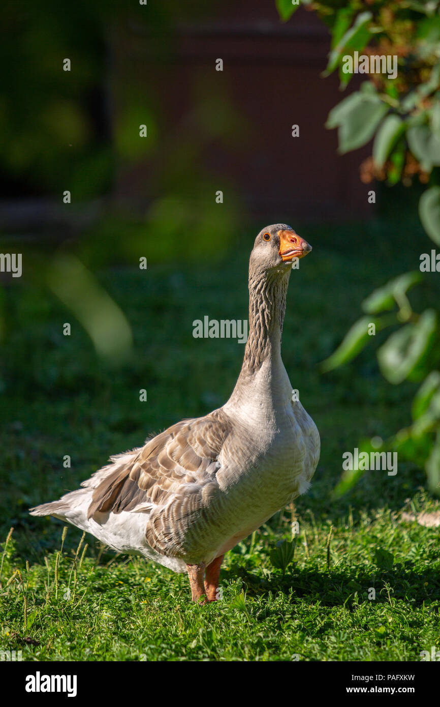 Goose. Poultry farm. Photo of a bird in the open air Stock Photo - Alamy