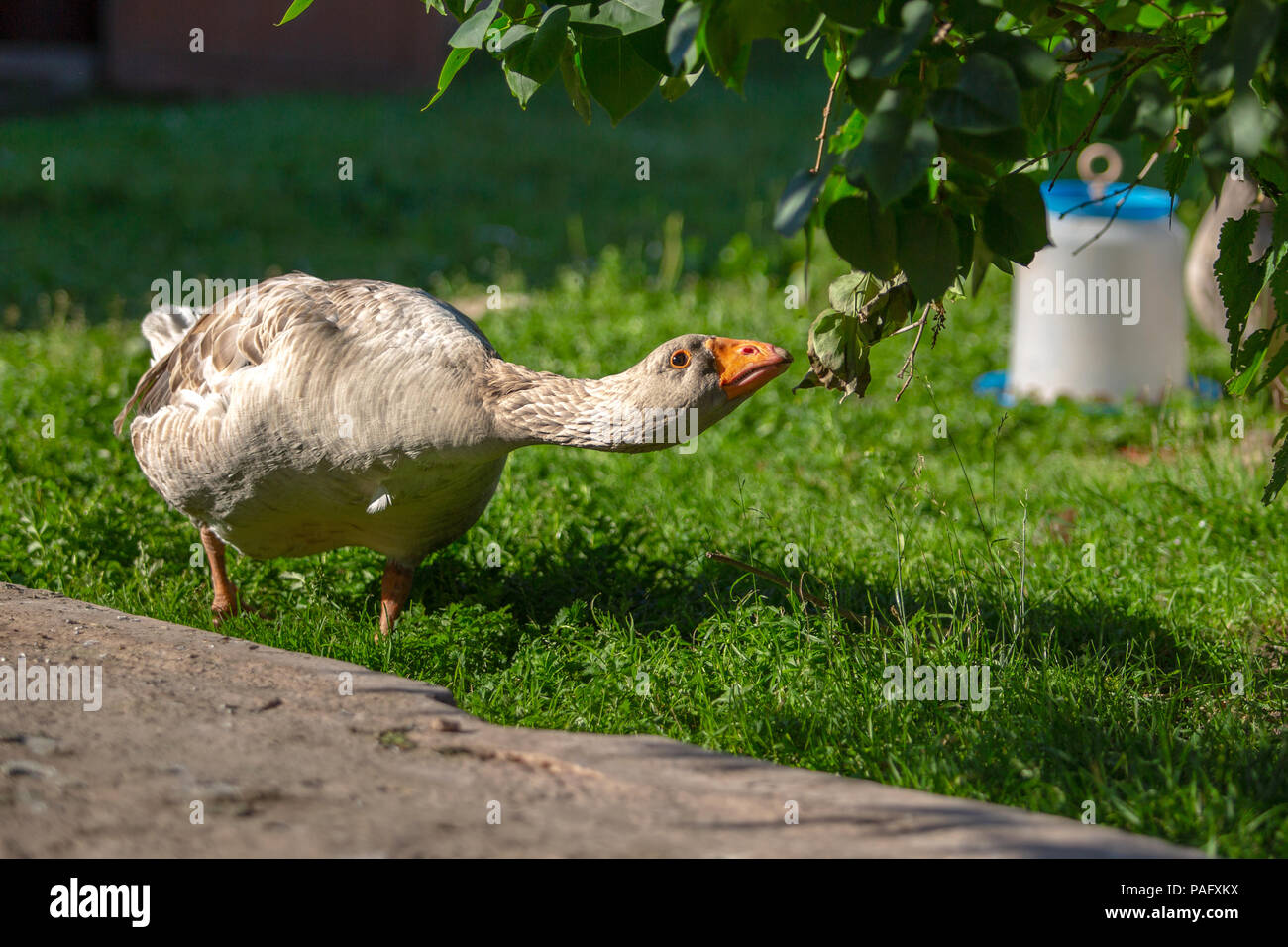 Goose. Poultry farm. Photo of a bird in the open air Stock Photo - Alamy