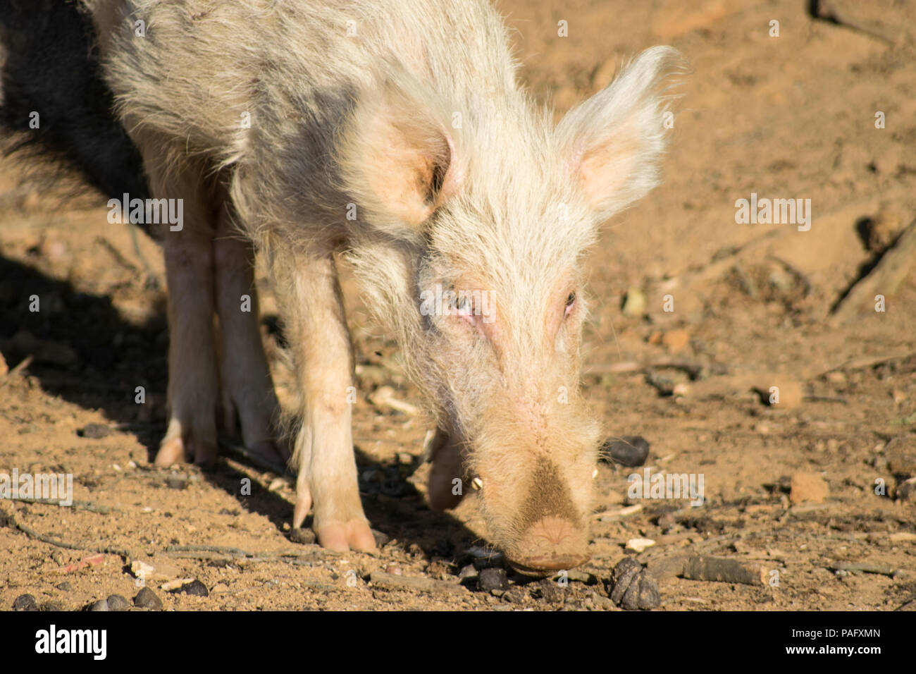 Sea hog hi-res stock photography and images - Alamy