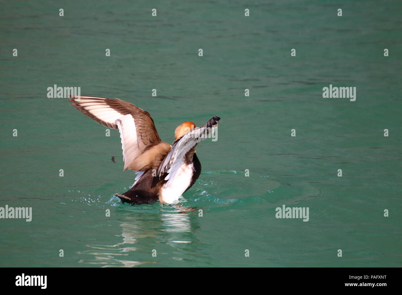 Duck escaping from the photographer Stock Photo - Alamy