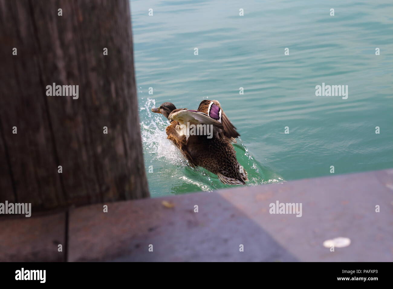 Duck escaping from the photographer Stock Photo - Alamy