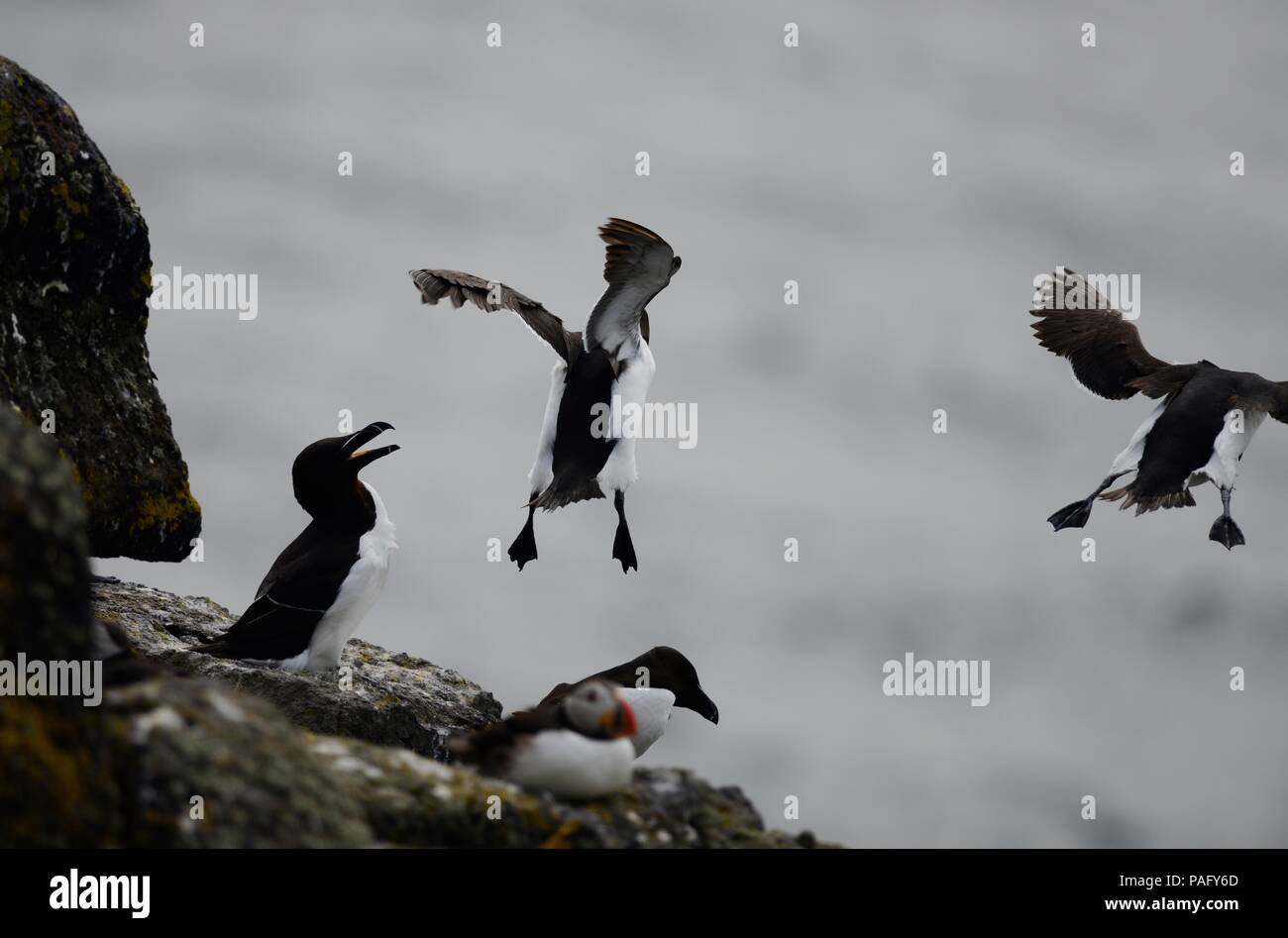 Razor fish hi-res stock photography and images - Alamy