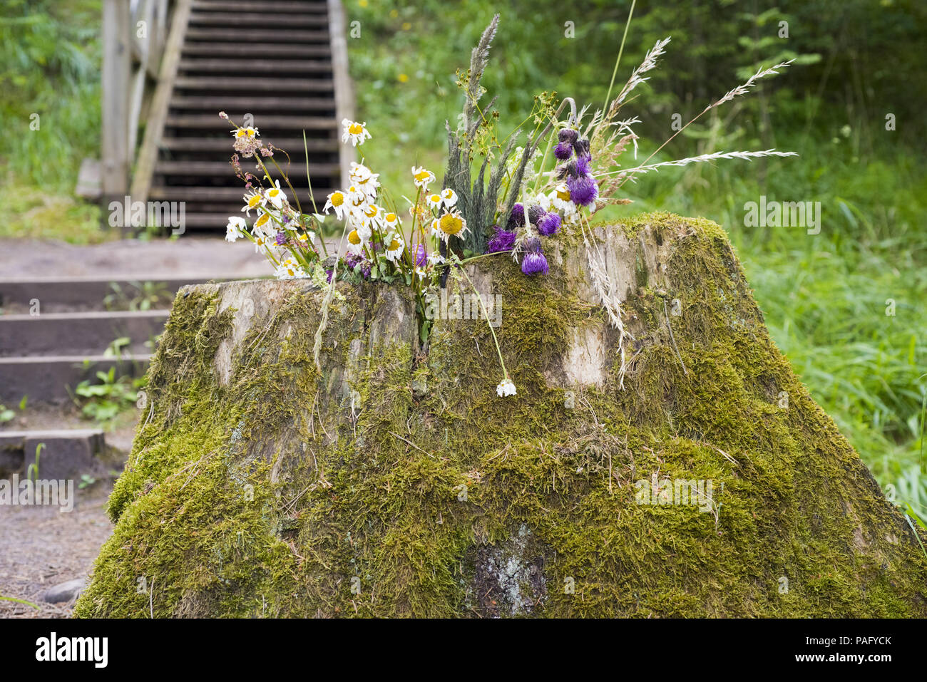 Blossoming big tree stump. Nature abstract photo Stock Photo - Alamy