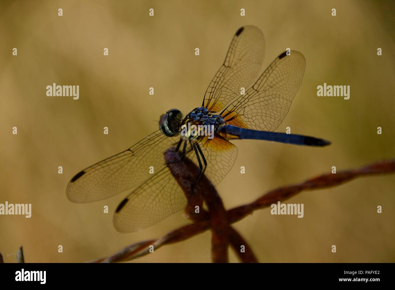 Anisoptera odonata hi-res stock photography and images - Alamy