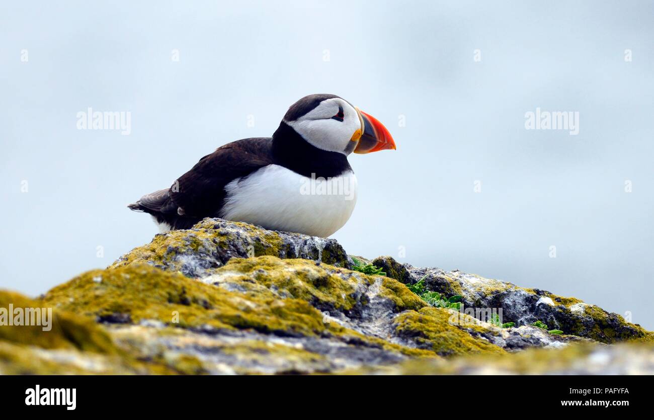 Puffins on The Isle of May Stock Photo - Alamy