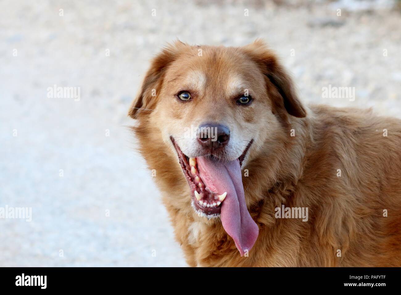 A walk outside hi-res stock photography and images - Alamy