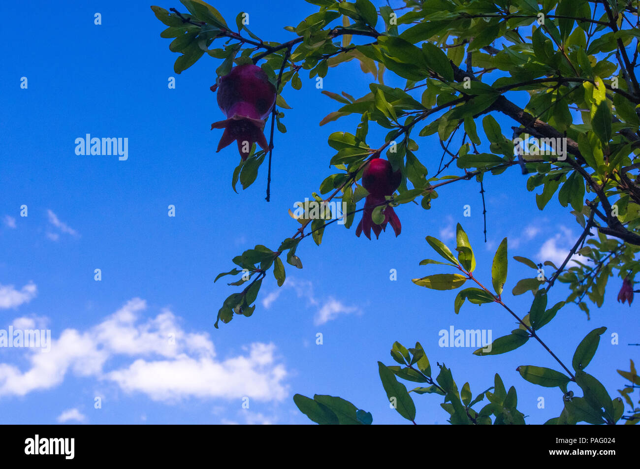 Ripe Colorful Pomegranate Fruit on Tree Branch. The Foliage on the ...