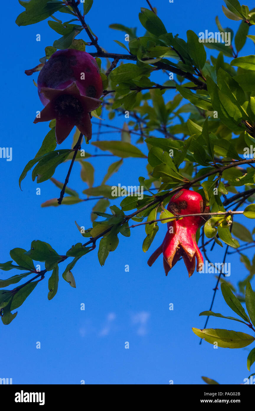 Ripe Colorful Pomegranate Fruit on Tree Branch. The Foliage on the ...