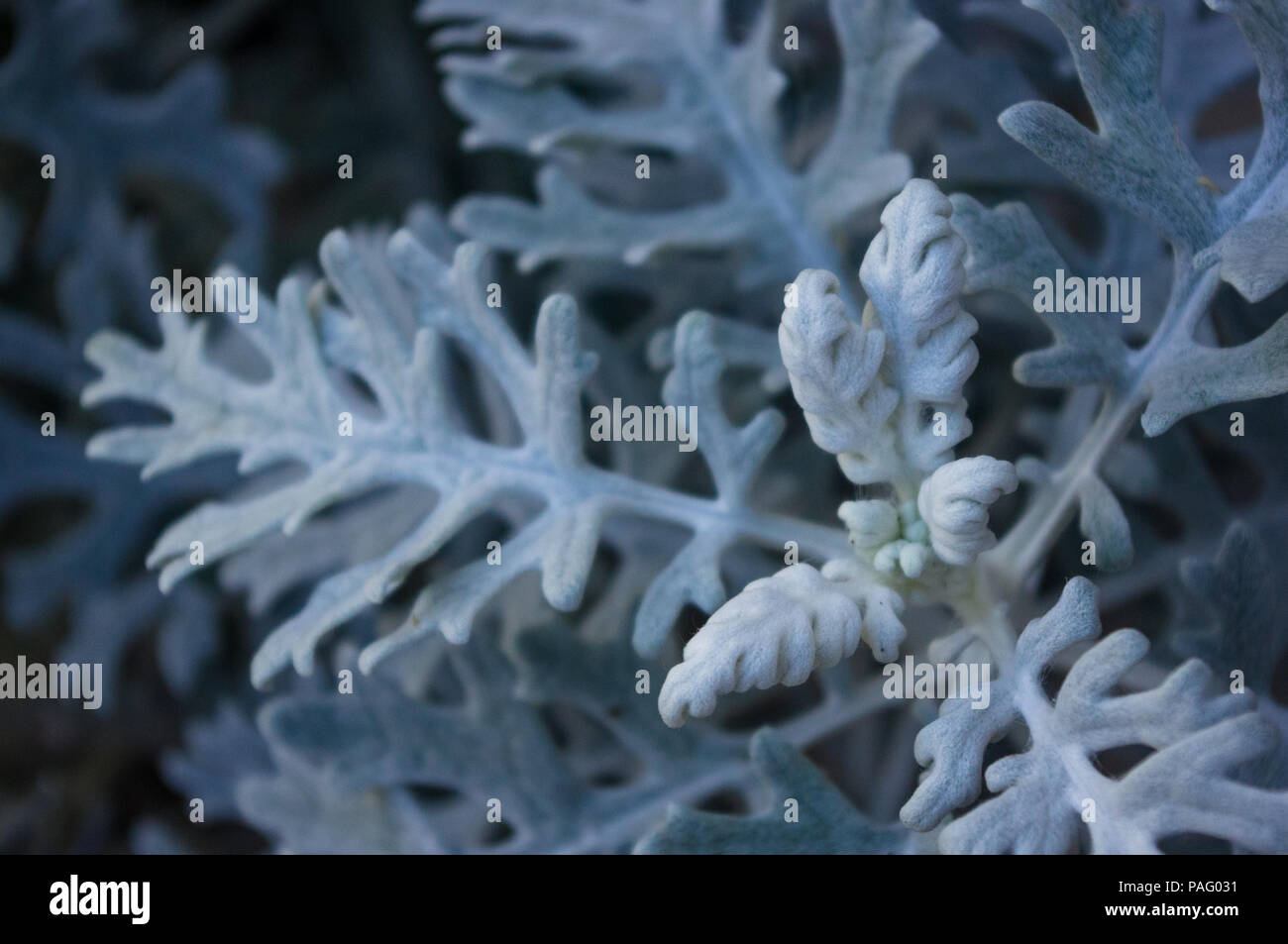 Cineraria maritima or Senecio cineraria. Dusty miller plant or Jacobaea ...
