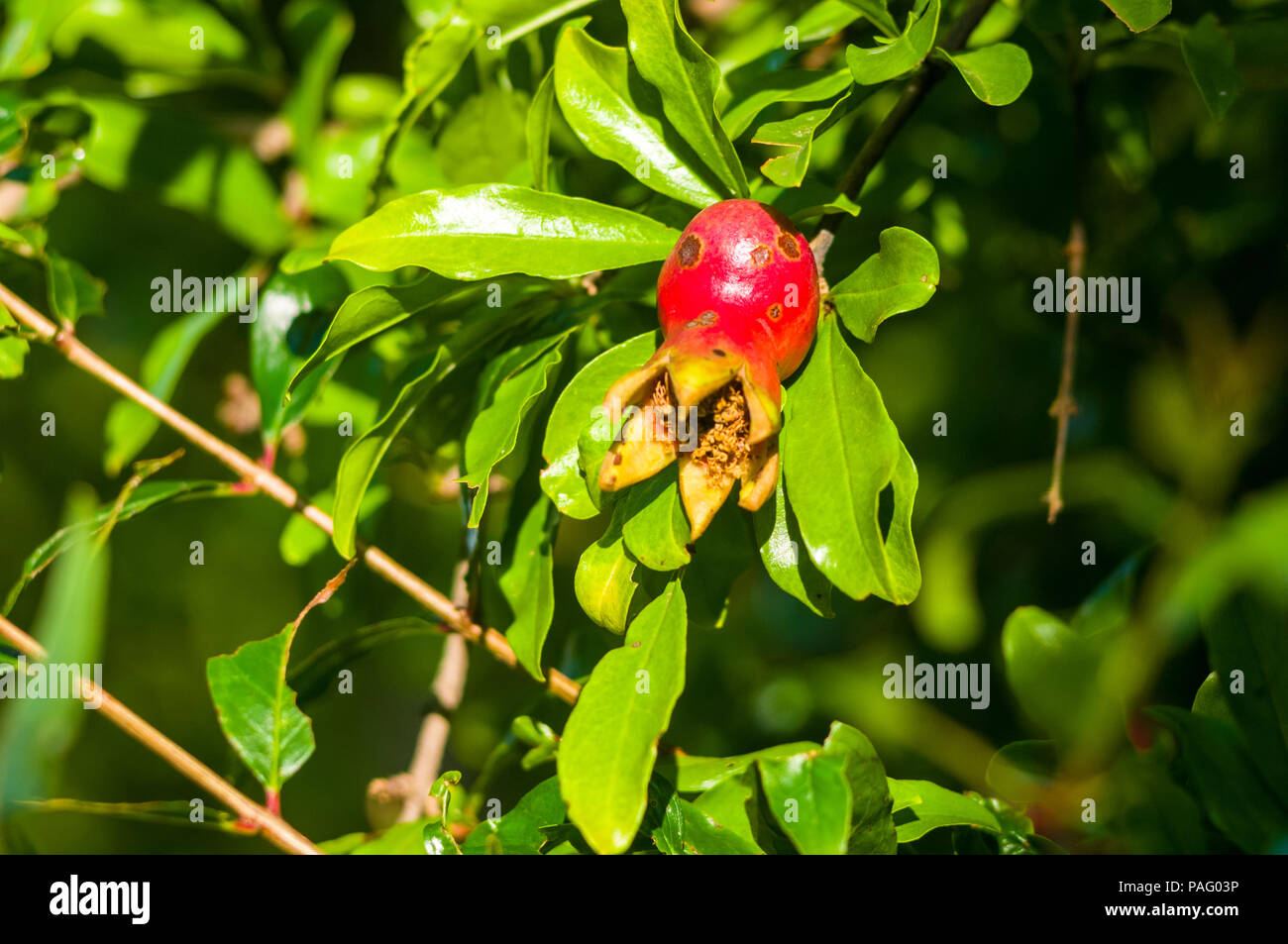 Ripe Colorful Pomegranate Fruit on Tree Branch. The Foliage on the ...