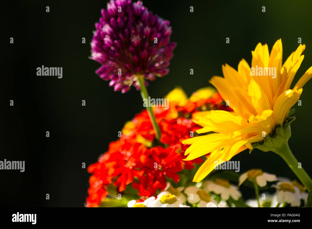 a colorful bouquet of bright spring flowers of various types, close-up ...
