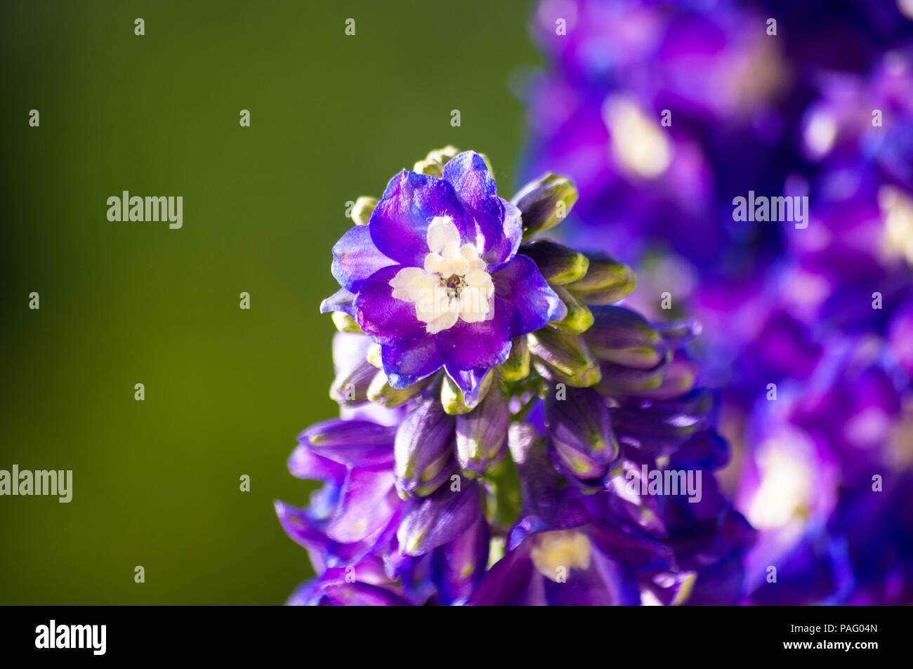 a colorful bouquet of bright spring flowers of various types, close-up ...
