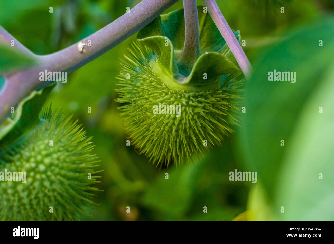 Devil's Trumpet, Datura flower, Moonflower, Datura metel, Angel Trumpet ...