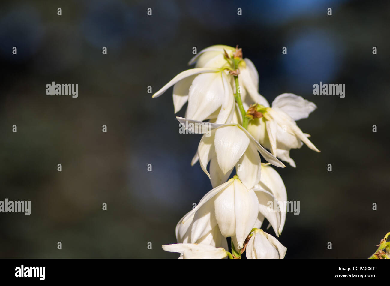 White Yucca filamentosa bush flowers, Adams needle, Spanish bayonet ...
