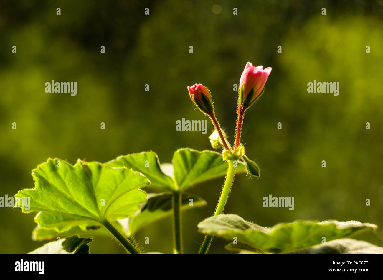 Lovely pink and white Pelargonium Geranium flowers, close up Stock ...