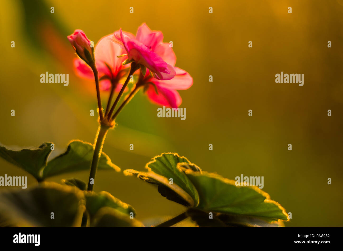 Lovely pink and white Pelargonium Geranium flowers, close up Stock ...
