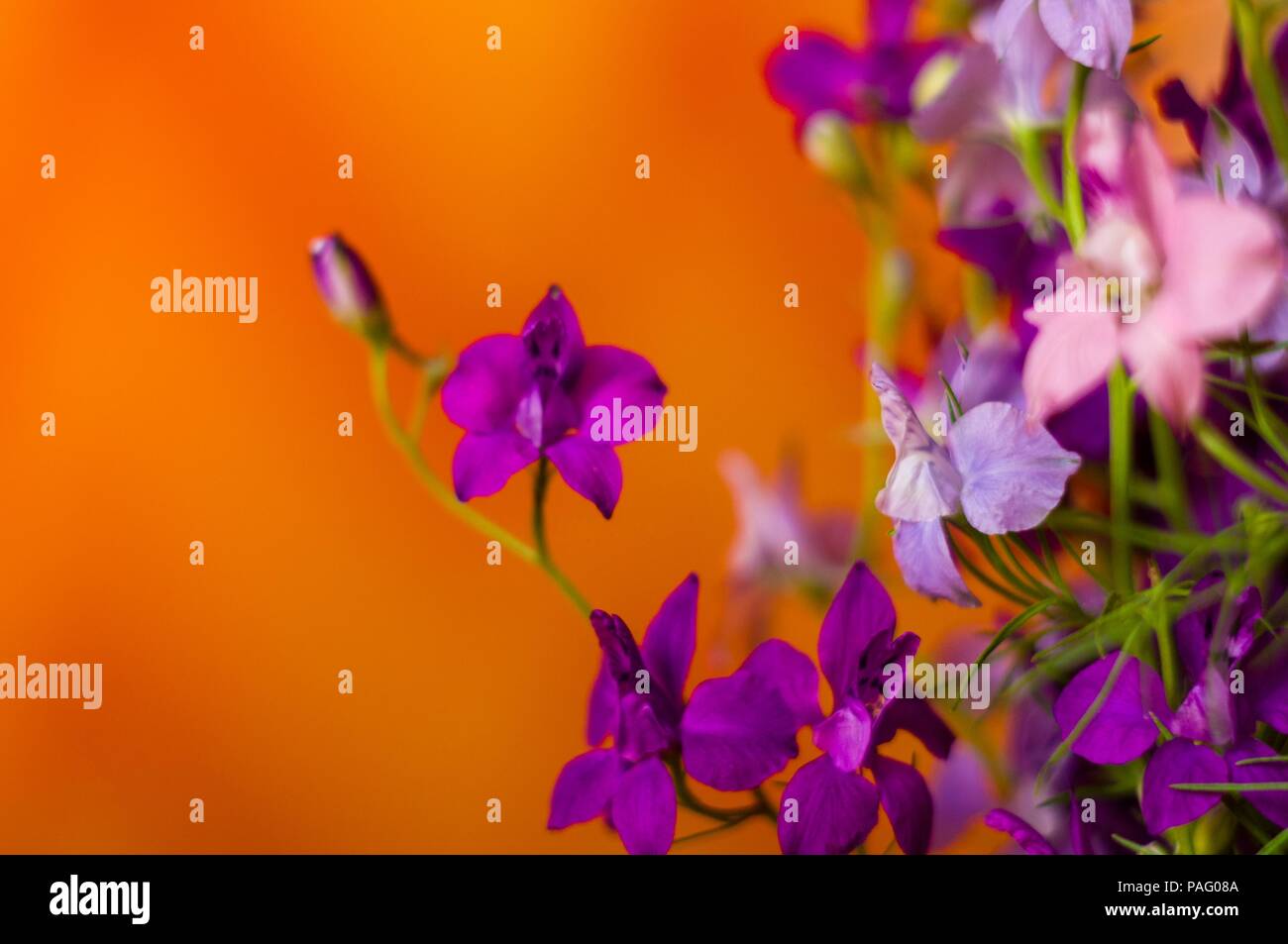 a colorful bouquet of bright spring flowers of various types, close-up ...