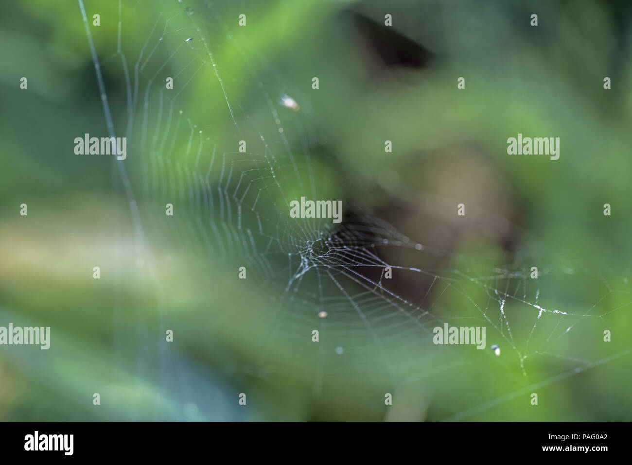 11spider hi-res stock photography and images - Alamy