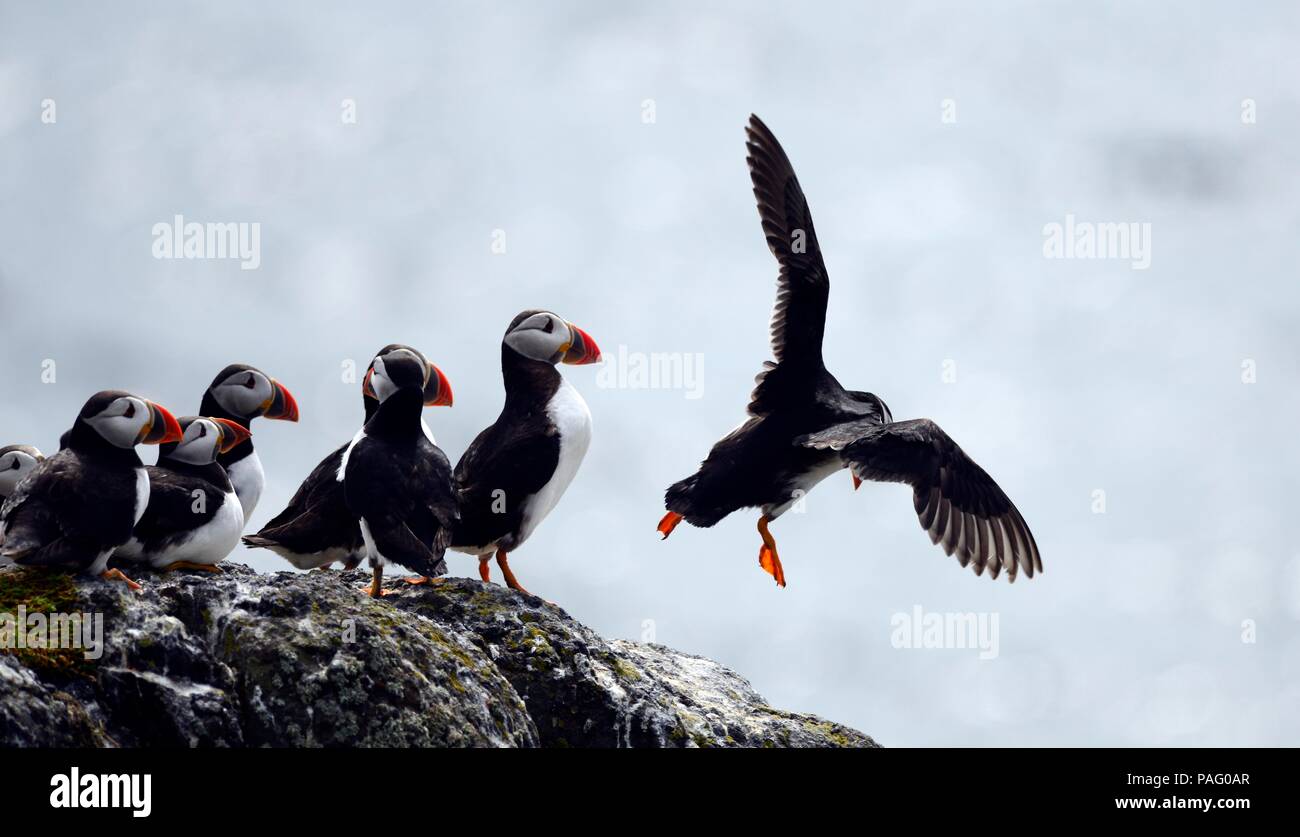 Puffins on The Isle of May Stock Photo - Alamy