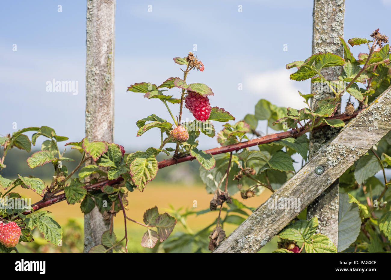 Raspberry plant fence hi-res stock photography and images - Alamy