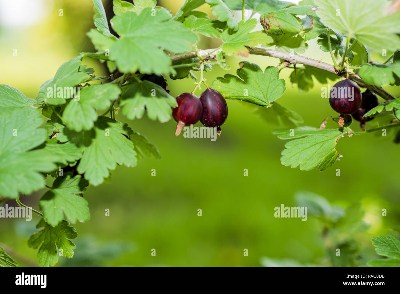 Yellow gooseberry bush. Sunny summer day Stock Photo - Alamy