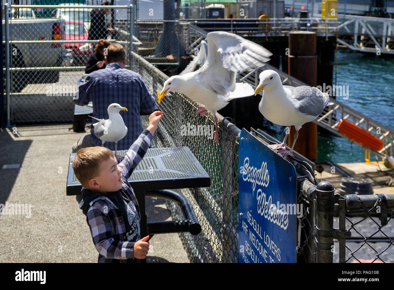 Seagulls pier bird hi-res stock photography and images - Alamy