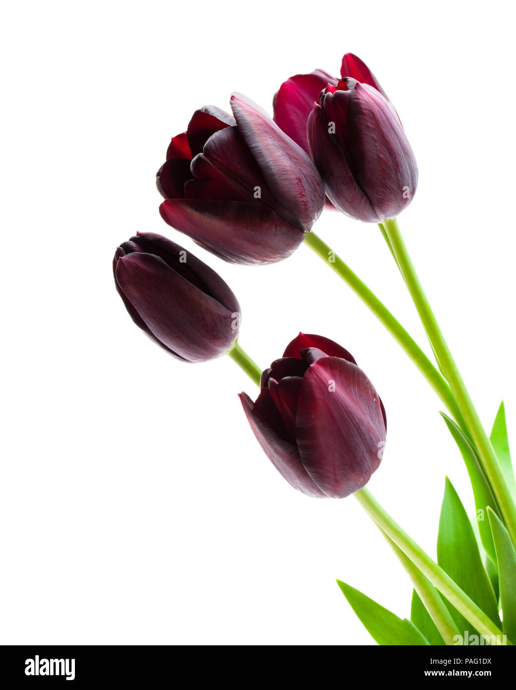 Macro image of black tulips isolated on white Stock Photo - Alamy