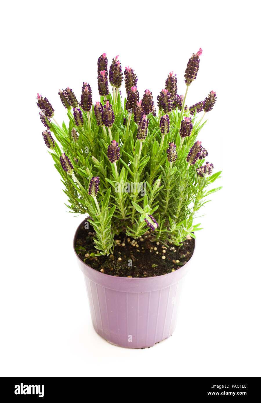 Lavender bush in flower pot isolated on white Stock Photo - Alamy